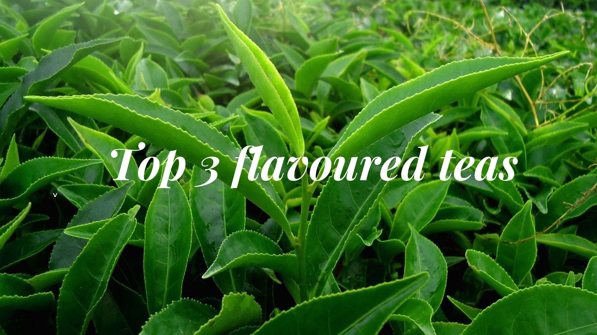 Most popular flavoured teas in the world - my top 3 choice